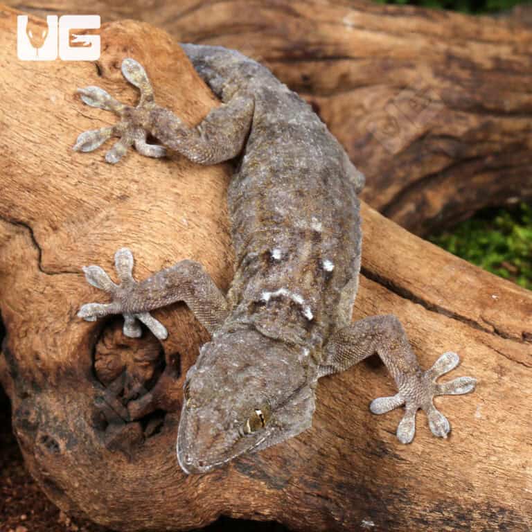 White Spot Gecko For Sale - Underground Reptiles