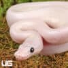 Ball Pythons For Sale - Underground Reptiles