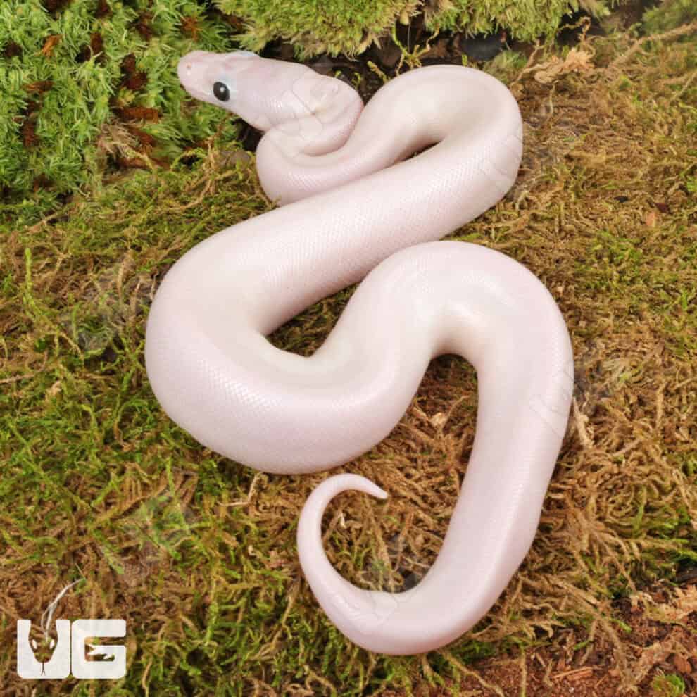 Baby White Wedding Ball Python For Sale - Underground Reptiles