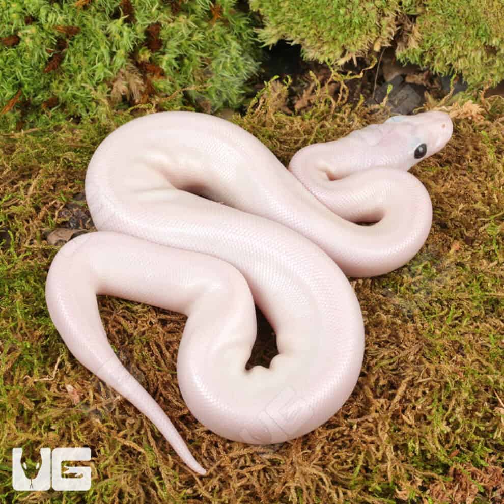 Baby White Wedding Ball Python For Sale - Underground Reptiles
