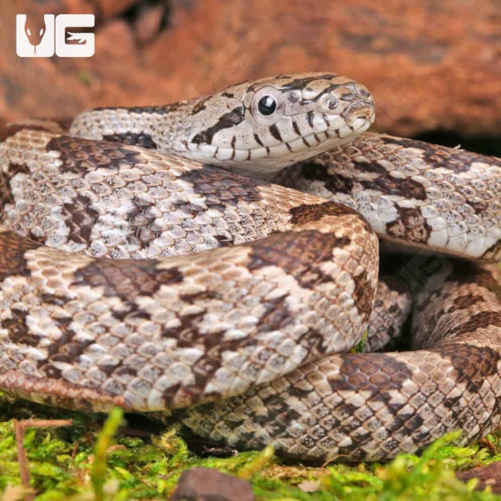 All Snakes For Sale - Underground Reptiles