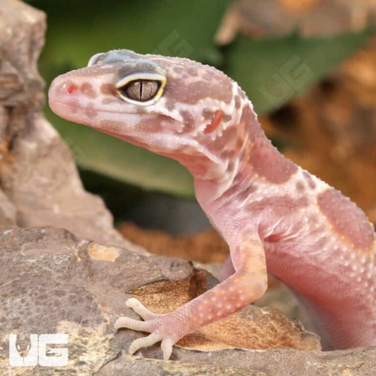 Leopard Geckos For Sale - Underground Reptiles