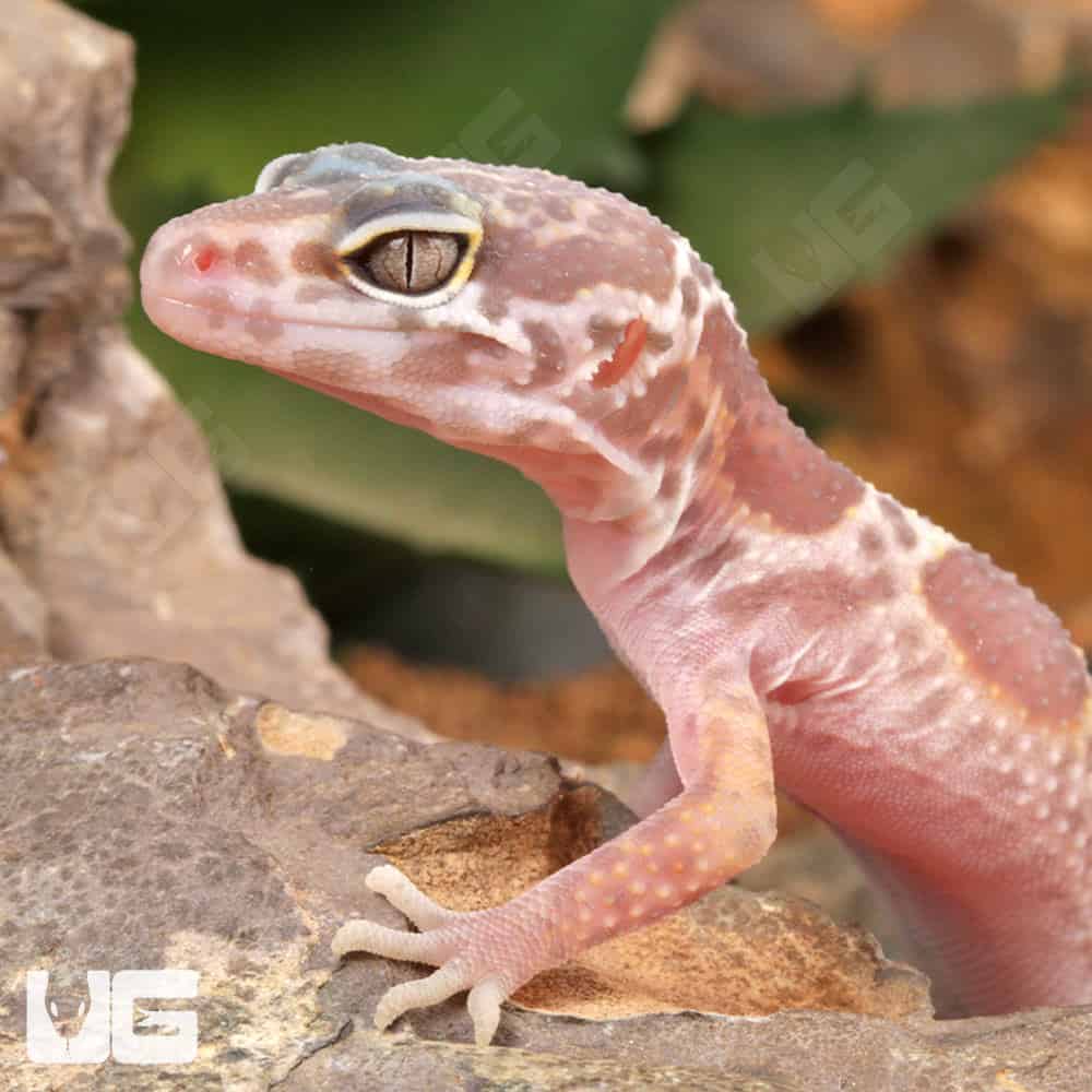 Leopard Geckos For Sale - Underground Reptiles