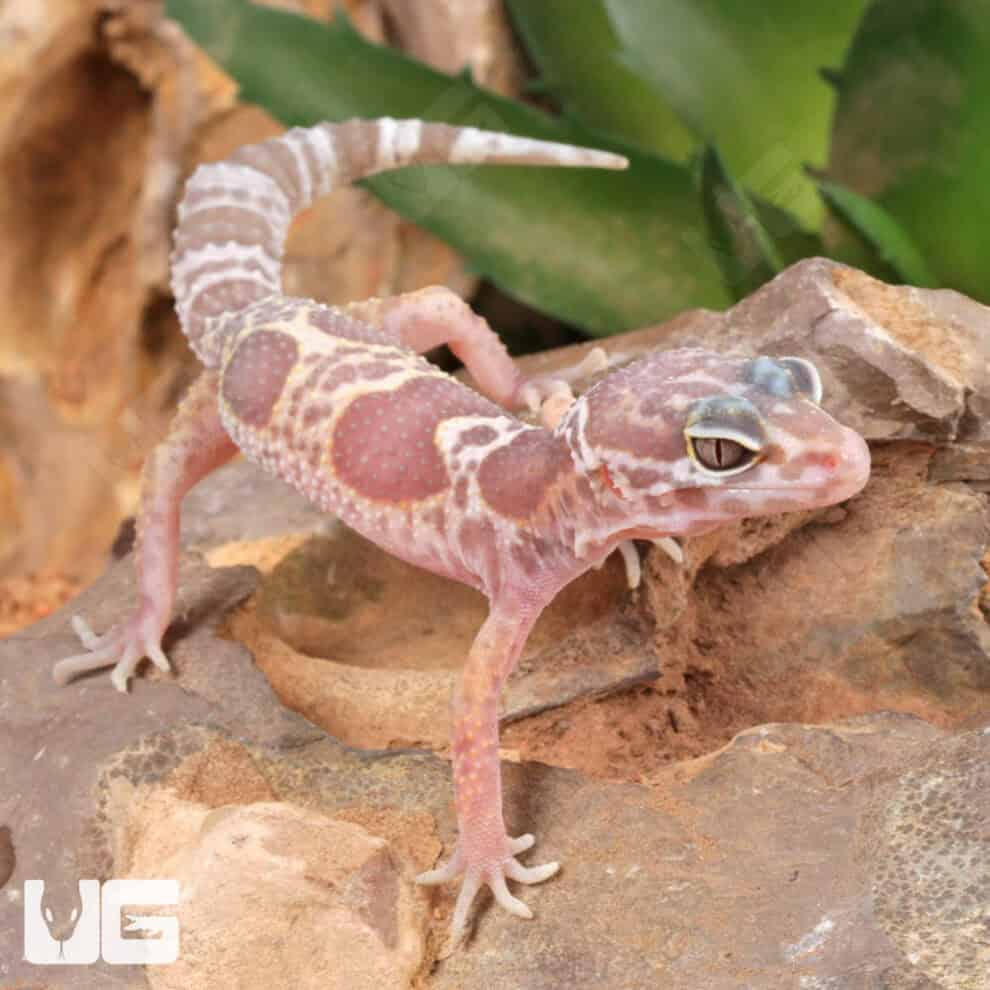 Baby Baby Albino Chocolate Clown Leopard Geckos (Eublepharis macularius ...