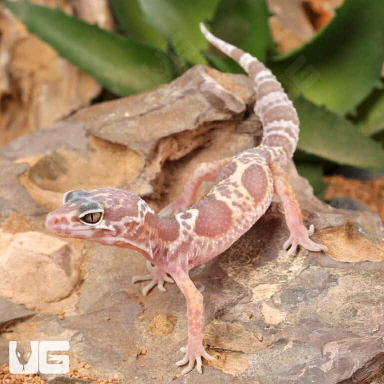 Leopard Geckos For Sale - Underground Reptiles