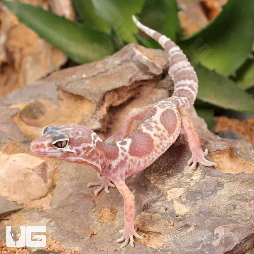Leopard Geckos For Sale - Underground Reptiles