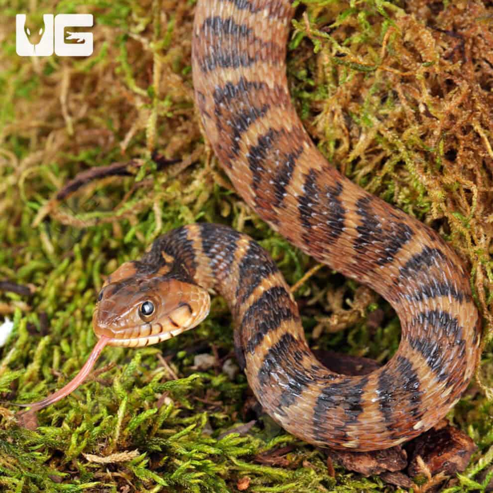 Baby Banded Water Snakes For Sale - Underground Reptiles