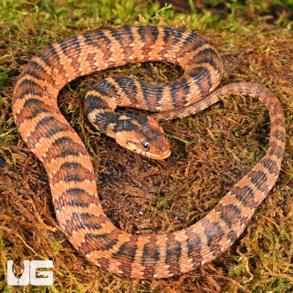 Baby Banded Water Snakes For Sale - Underground Reptiles
