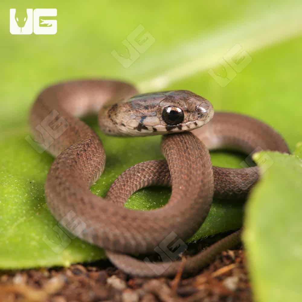 Dekay Snake For Sale - Underground reptiles