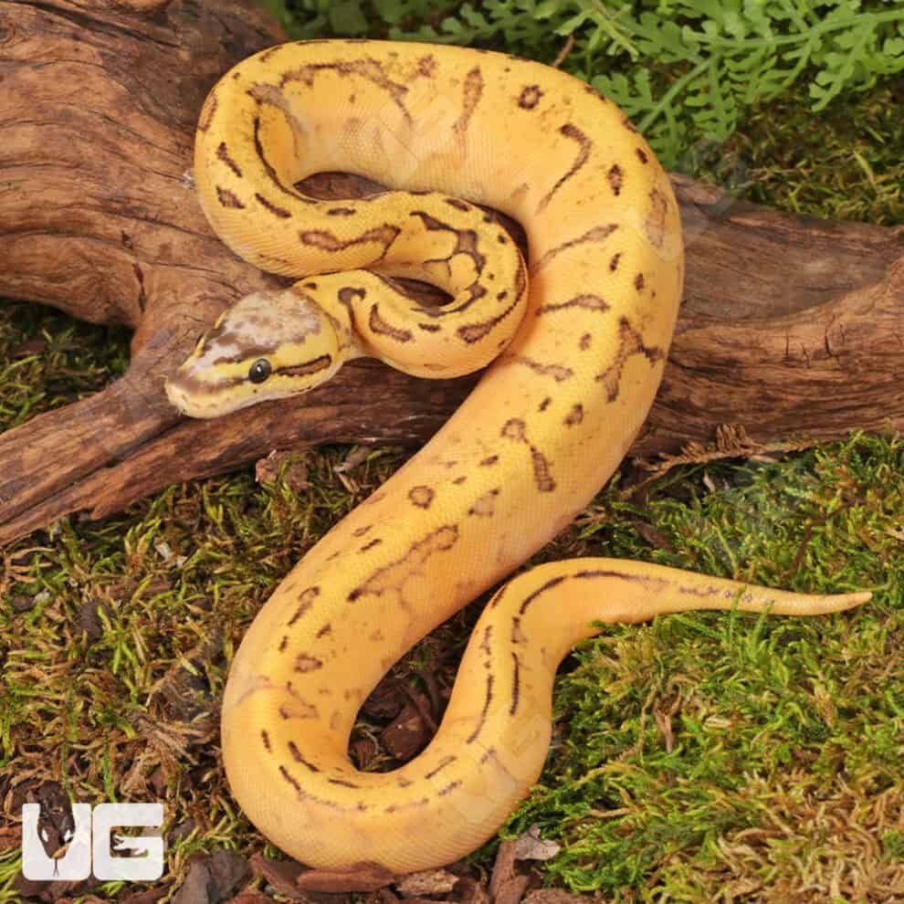 Lace Lemonblast OD Het Pied Ball Pythons For Sale - Underground Reptiles