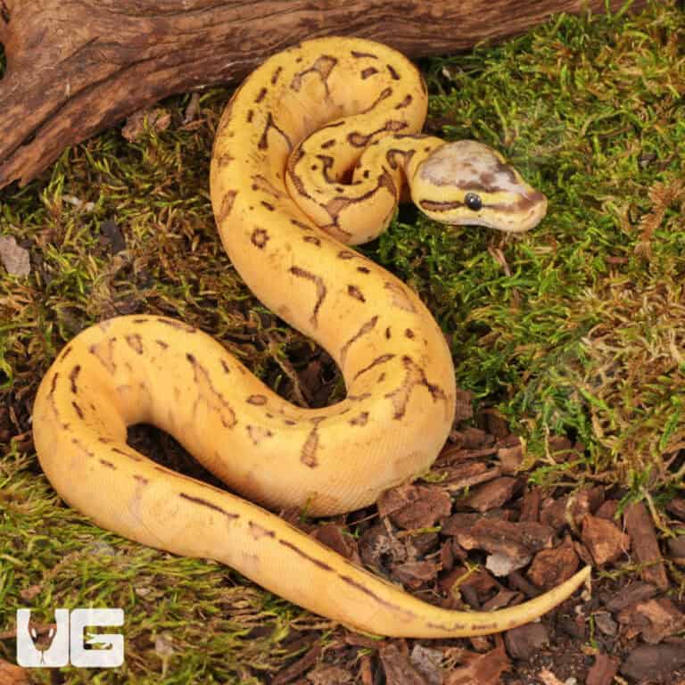 Lace Lemonblast OD Het Pied Ball Pythons For Sale - Underground Reptiles