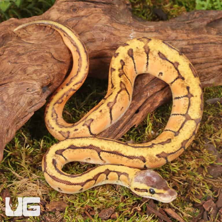 Lace Lemonblast OD Het Pied Ball Pythons For Sale - Underground Reptiles