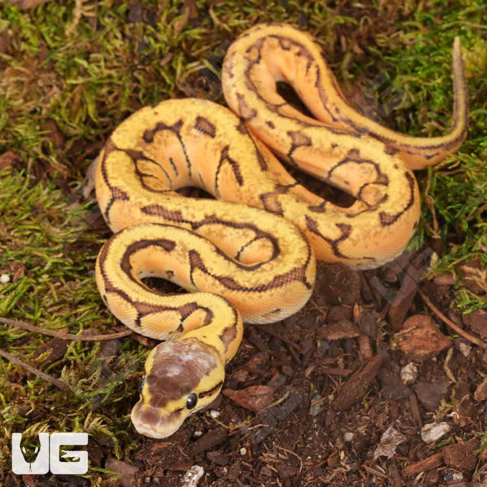 Lace Lemonblast OD Het Pied Ball Pythons For Sale - Underground Reptiles