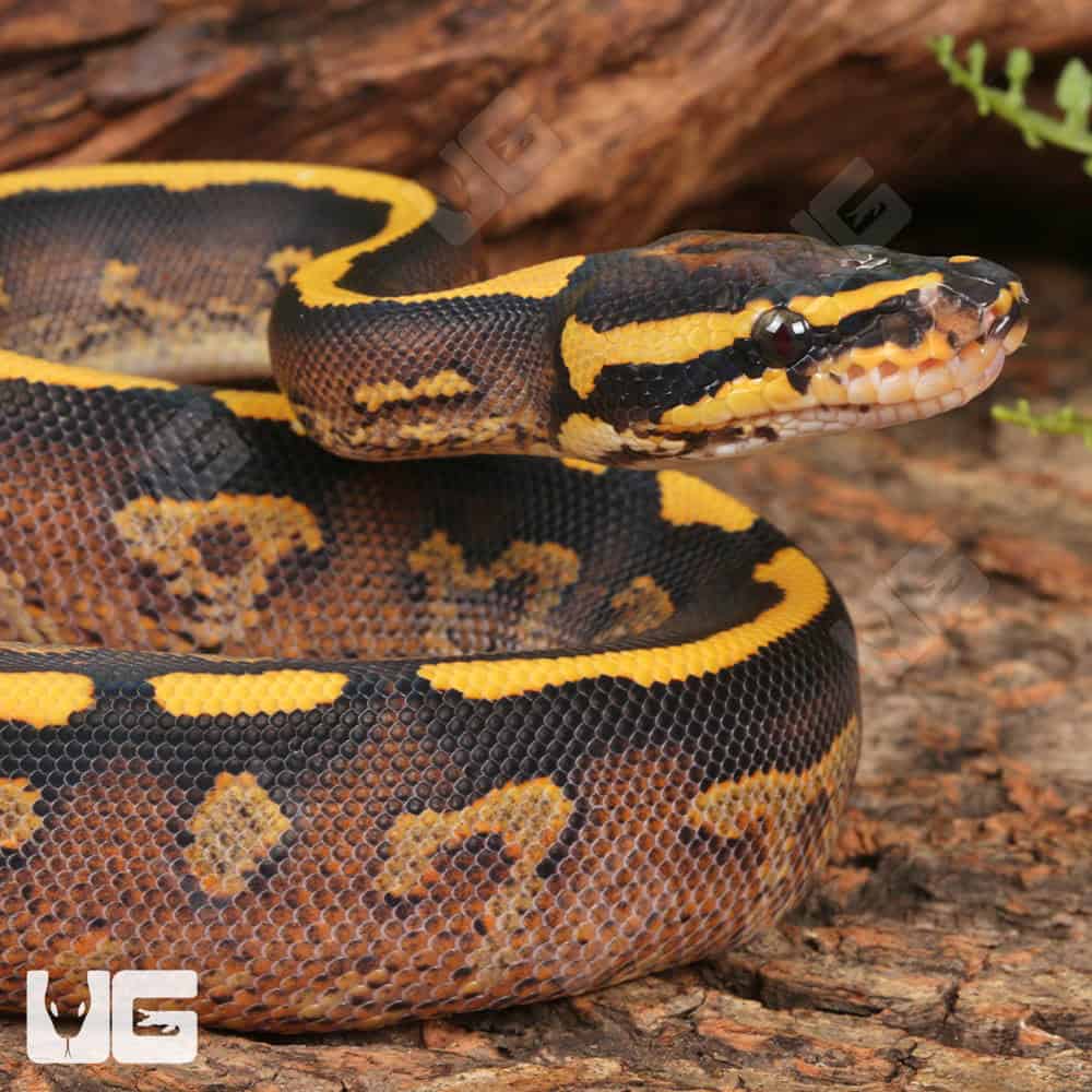 Baby Male Pastel Freeway Ball Pythons For Sale - Underground Reptiles