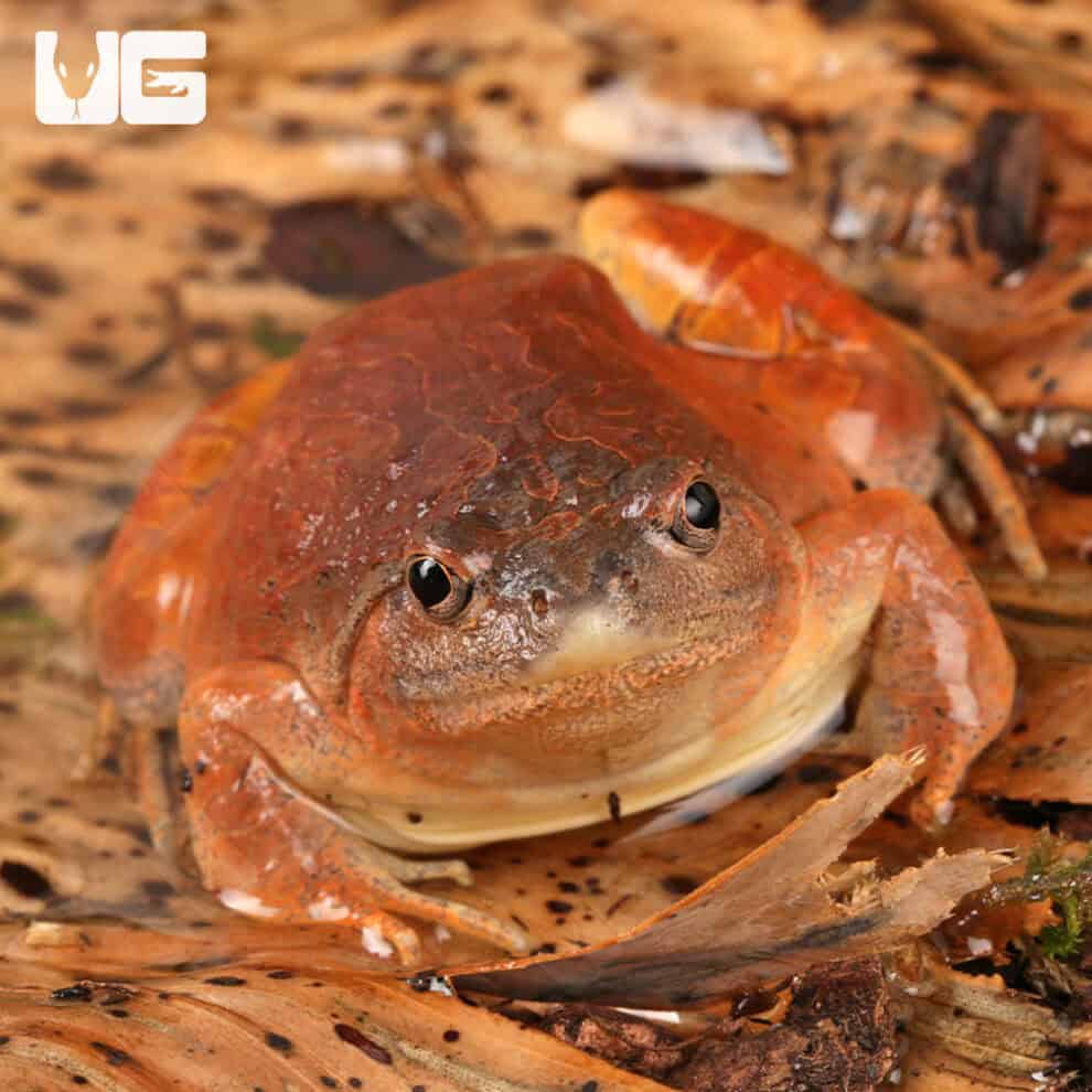 Other Frogs For Sale - Underground Reptiles