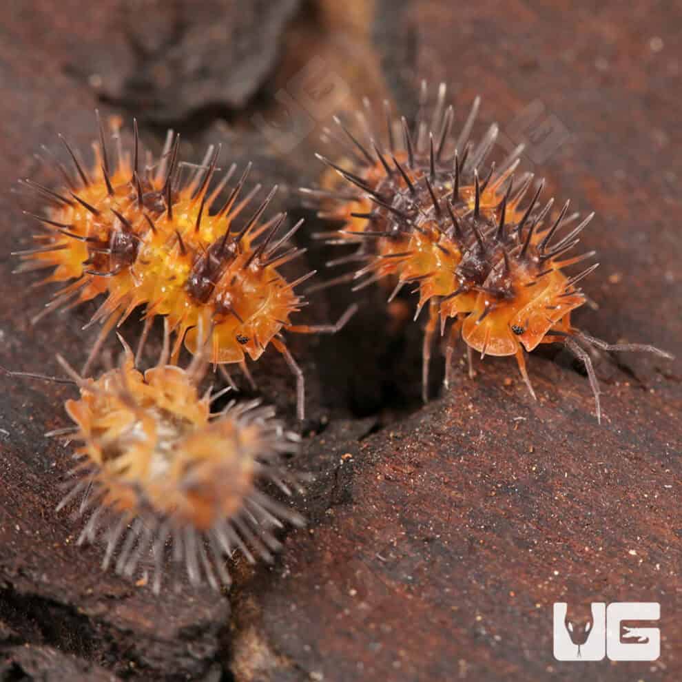 Durian Spiky Isopods (Laureola sp. ‘Durian Spiky’) For Sale ...