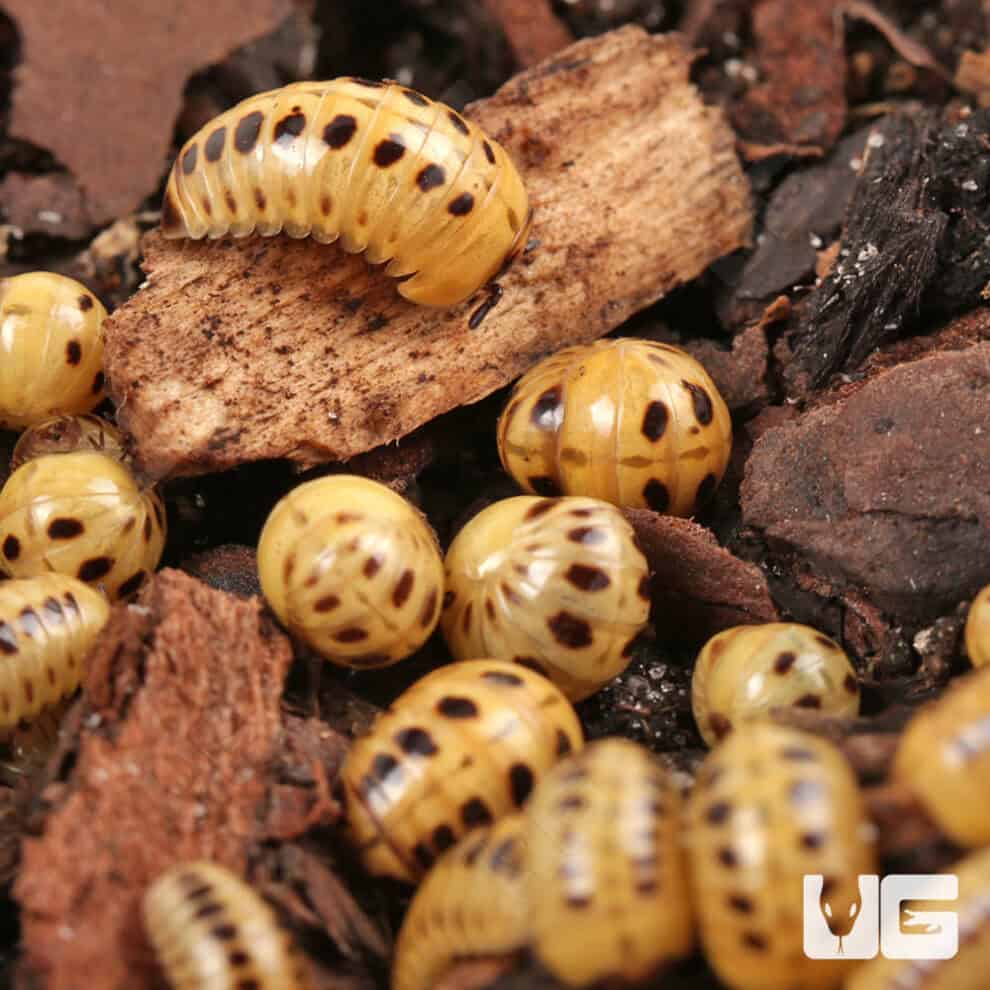 Dwarf Striped Corn Pill Millipede (Rhopalomeris Carnifex) For Sale ...