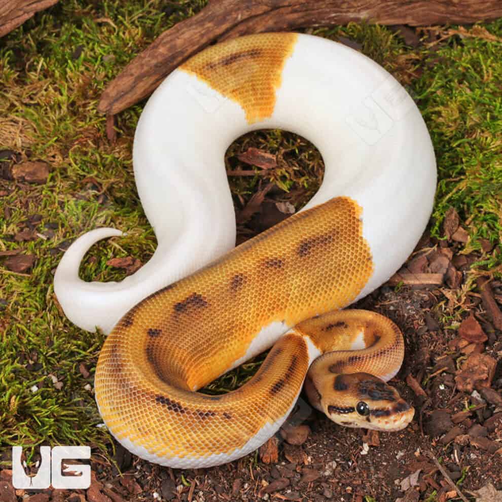 Yearling Female Hidden Gene Woma Pied Poss Enchi Yellowbelly Ball Python For Sale - Underground ...