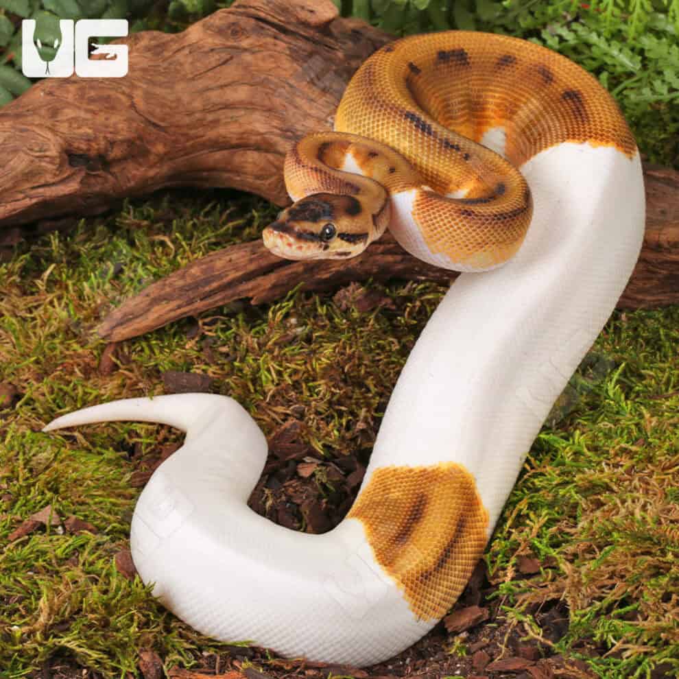 Yearling Female Hidden Gene Woma Pied Poss Enchi Yellowbelly Ball ...