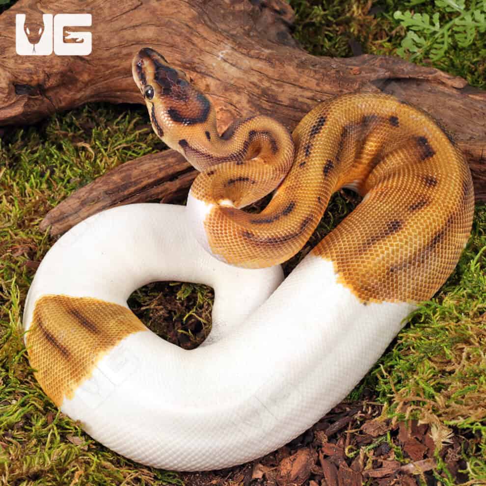 Yearling Female Hidden Gene Woma Pied Poss Enchi Yellowbelly Ball ...