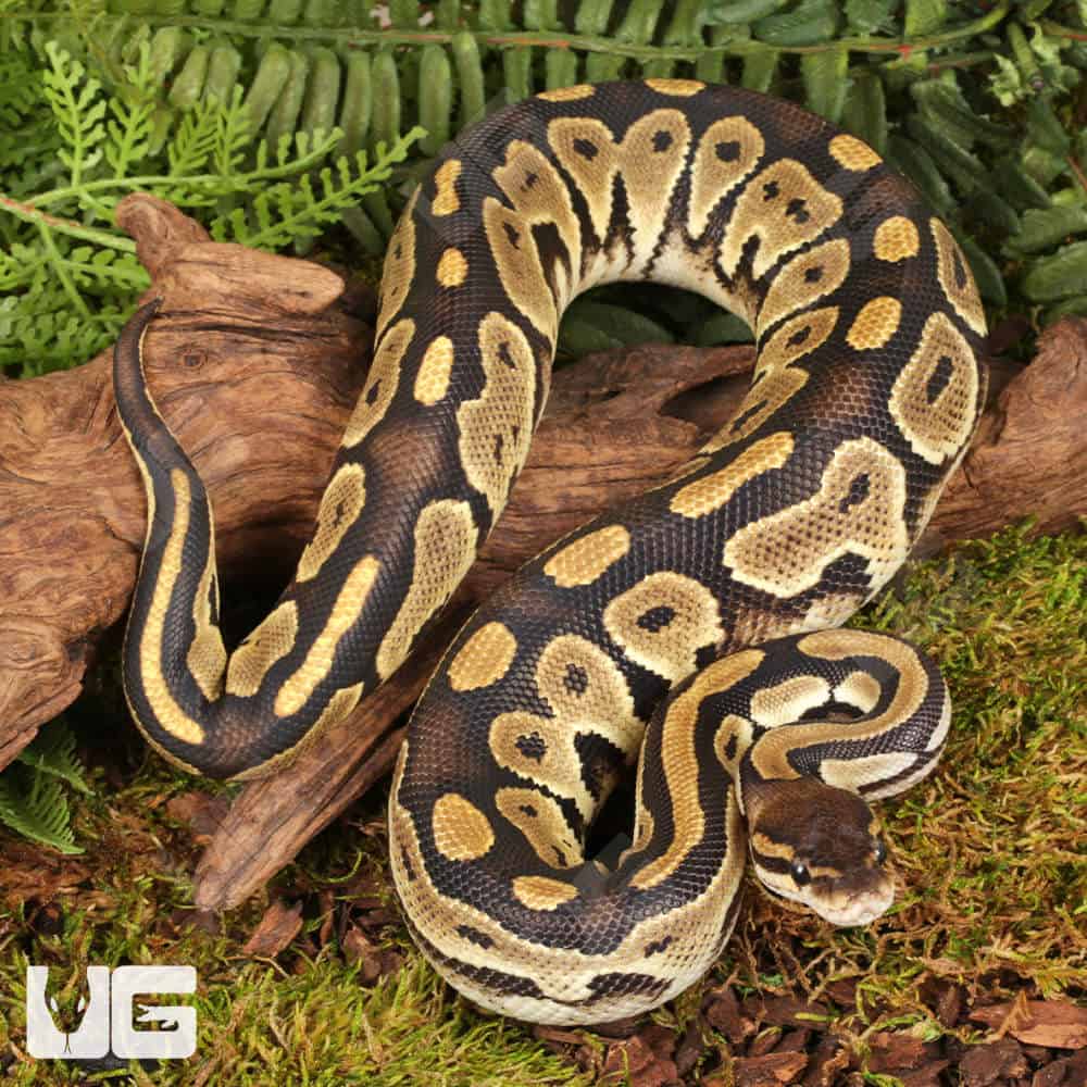 Yearling Male Fire Het Tri Stripe Ball Python For Sale - Underground ...