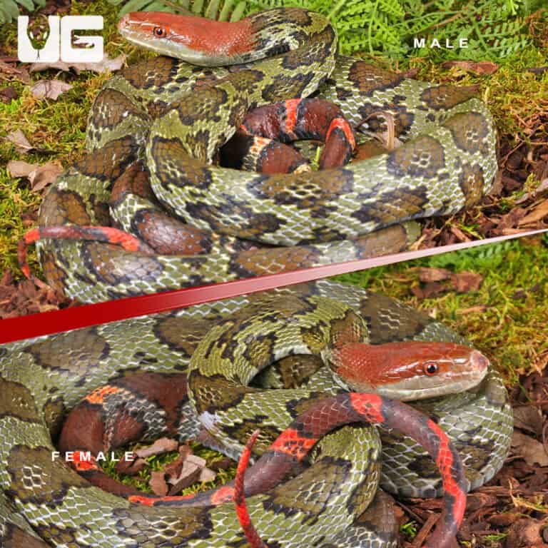 Adult 100 Flower Snake Pair for sale - Underground Reptiles