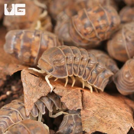 Isopods For Sale - Underground Reptiles