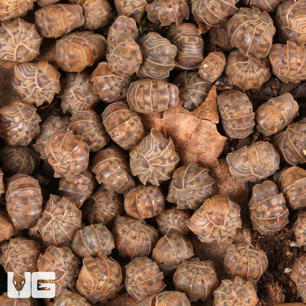 Isopods For Sale - Underground Reptiles