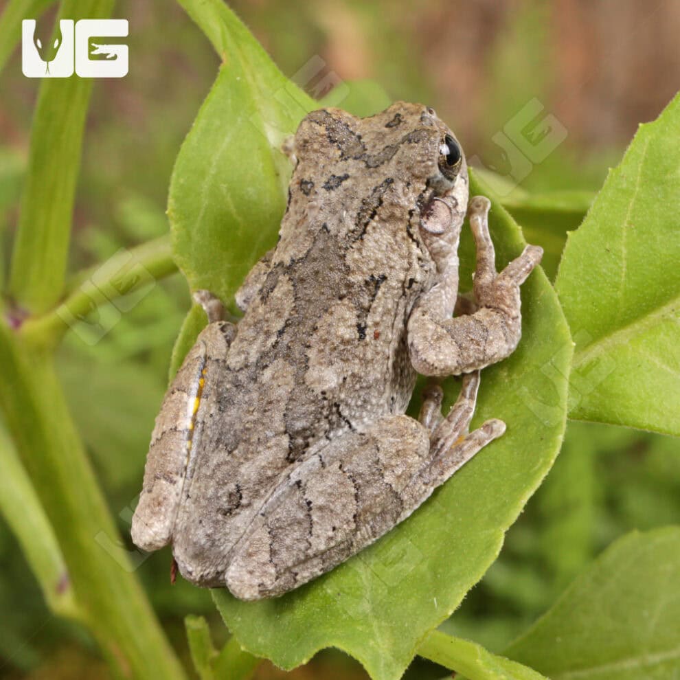 Grey Tree Frog for sale - Underground Reptiles
