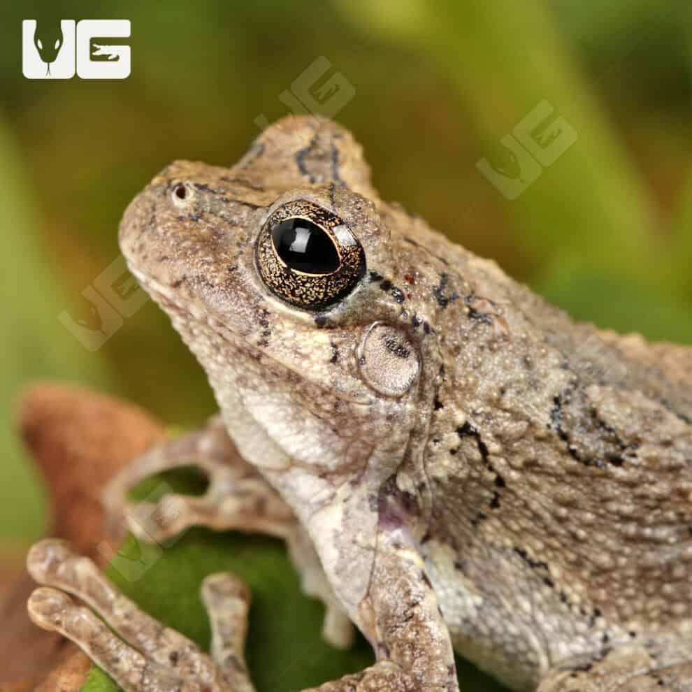 Grey Tree Frog for sale - Underground Reptiles
