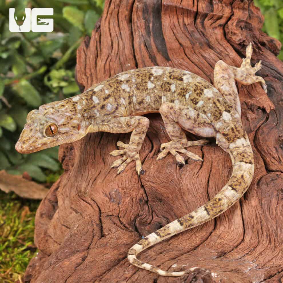 Grossmann's Geckos (Gekko grossmanni) for sale - Underground Reptiles