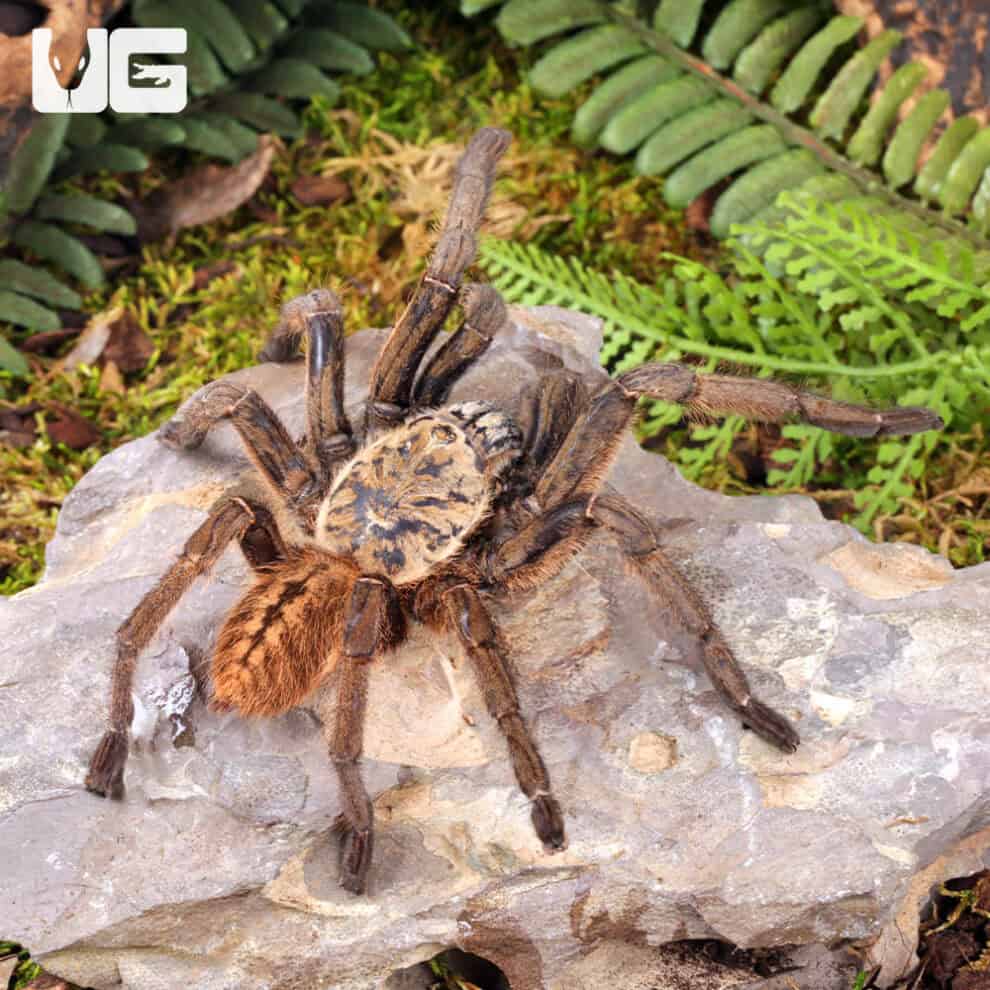 Tarantulas / Spiders Archives - Underground Reptiles