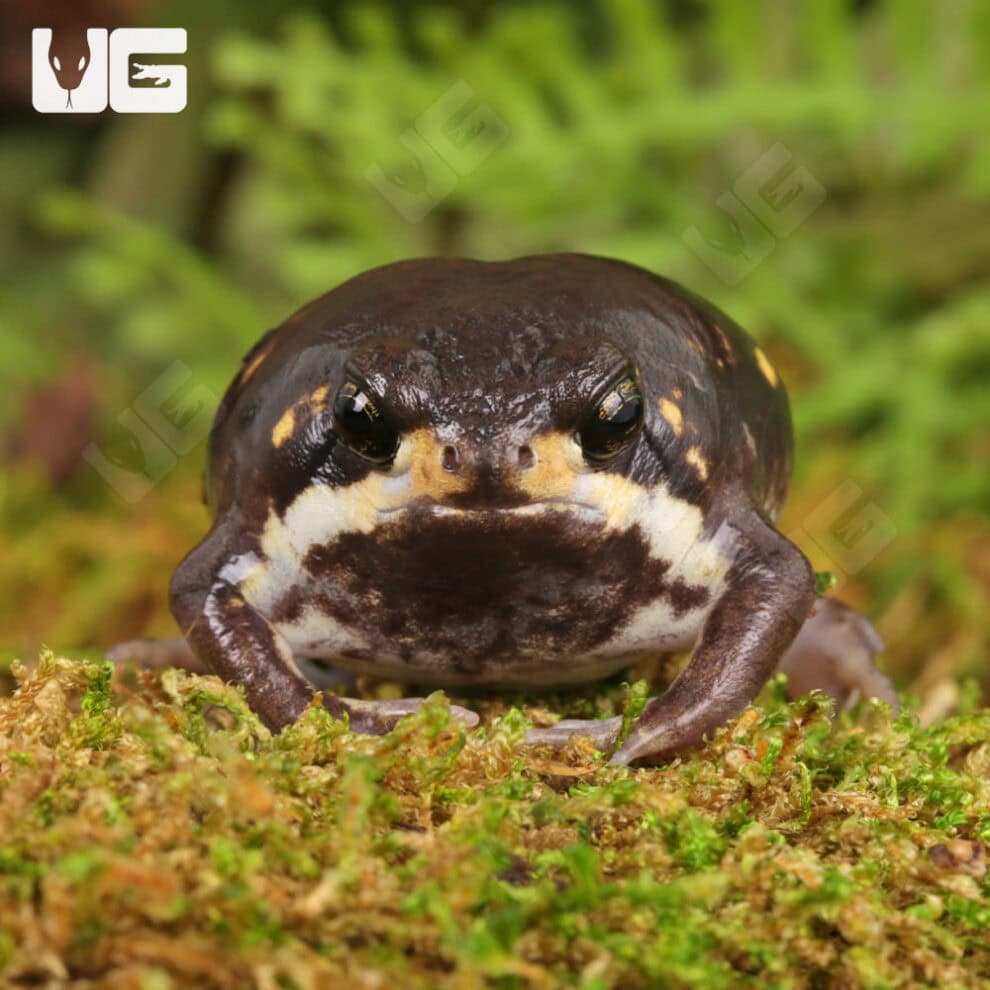 Other Frogs For Sale - Underground Reptiles