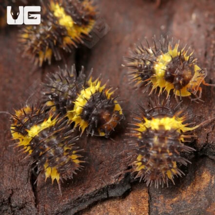 Isopods For Sale - Underground Reptiles