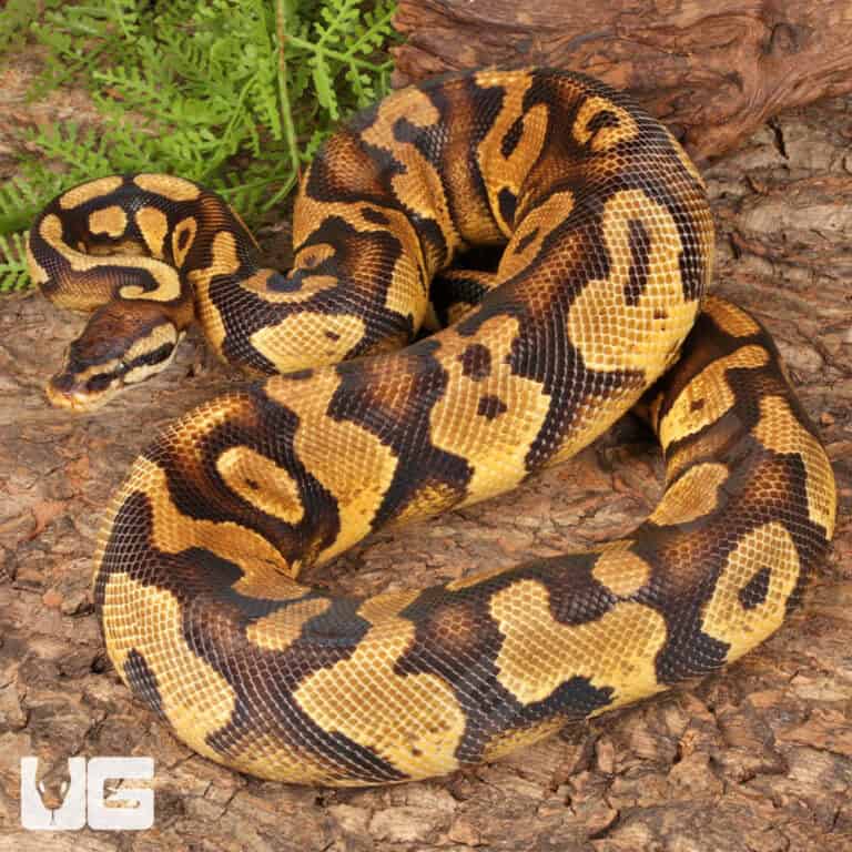 Sub Adult Male Pastel Yellowbelly Ball Python For Sale - Underground ...