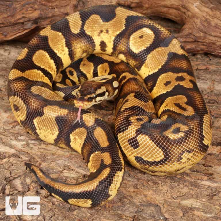 Ball Pythons For Sale - Underground Reptiles