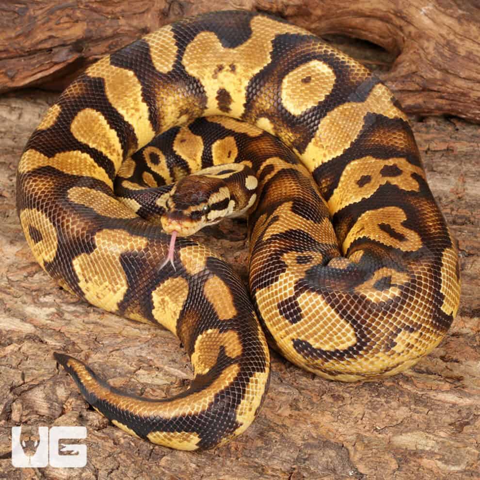 Ball Pythons For Sale - Underground Reptiles