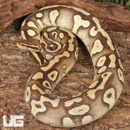 Ball Pythons For Sale - Underground Reptiles