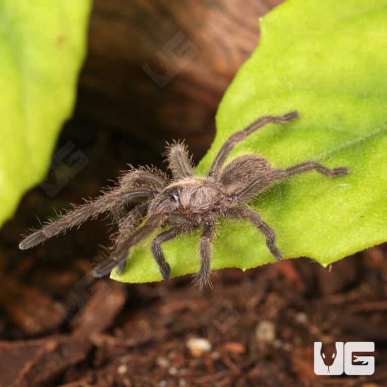 Veronica Dwarf Tarantula (.75 - 1") (Ornithoctoninae sp. 'Veronica) For ...