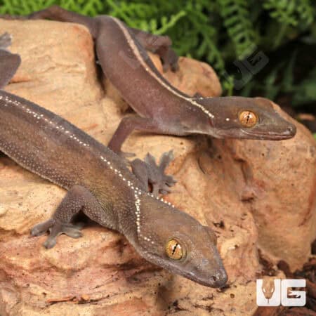 White Lined Geckos For Sale - Underground Reptiles