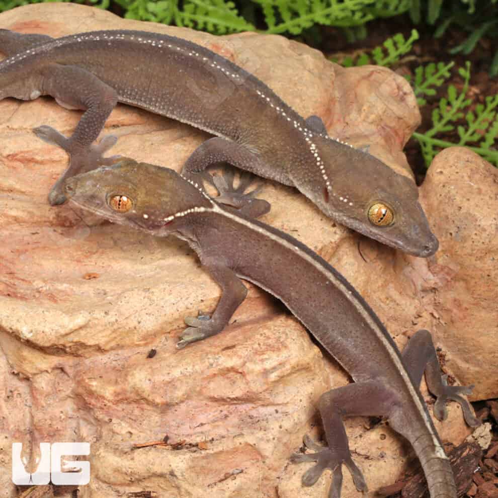 White Lined Geckos For Sale - Underground Reptiles