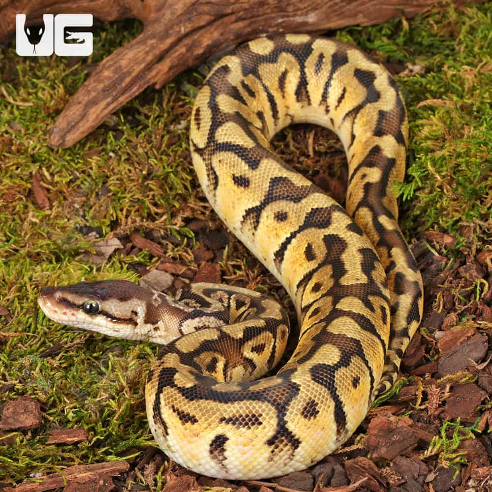 Yearling Female Pastel Hidden Gene Woma Ball Python For Sale ...
