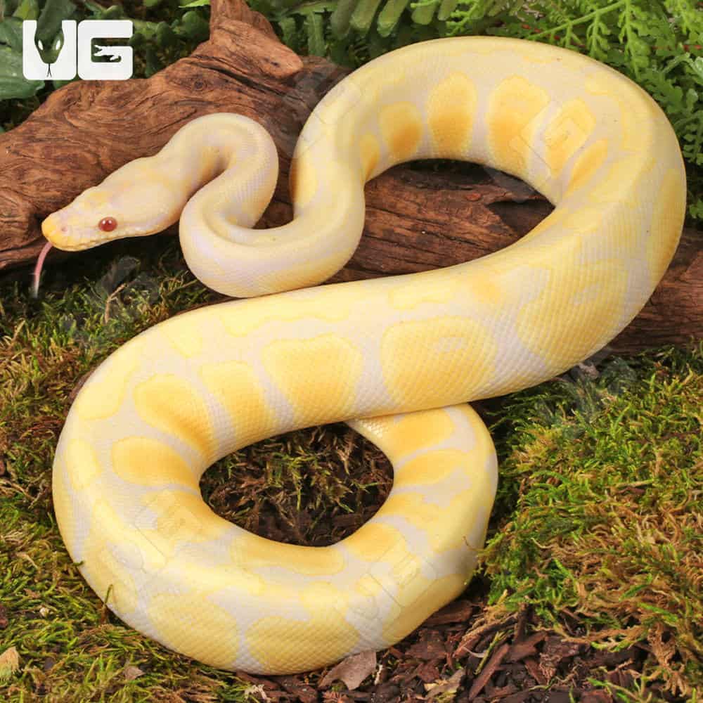 Yearling Female Pastel Candino Ball Python For Sale - Underground Reptiles