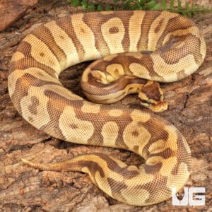 Ball Pythons For Sale - Underground Reptiles