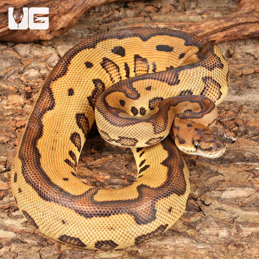 Yearling Male Leopard Clown Red Stripe Ball Python For Sale ...