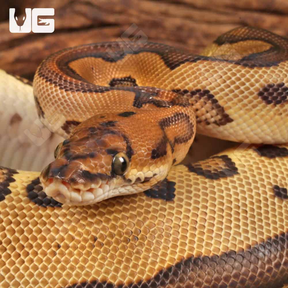 Yearling Male Leopard Clown Red Stripe Ball Python For Sale - Underground Reptiles