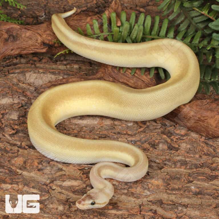 Ball Pythons For Sale - Underground Reptiles