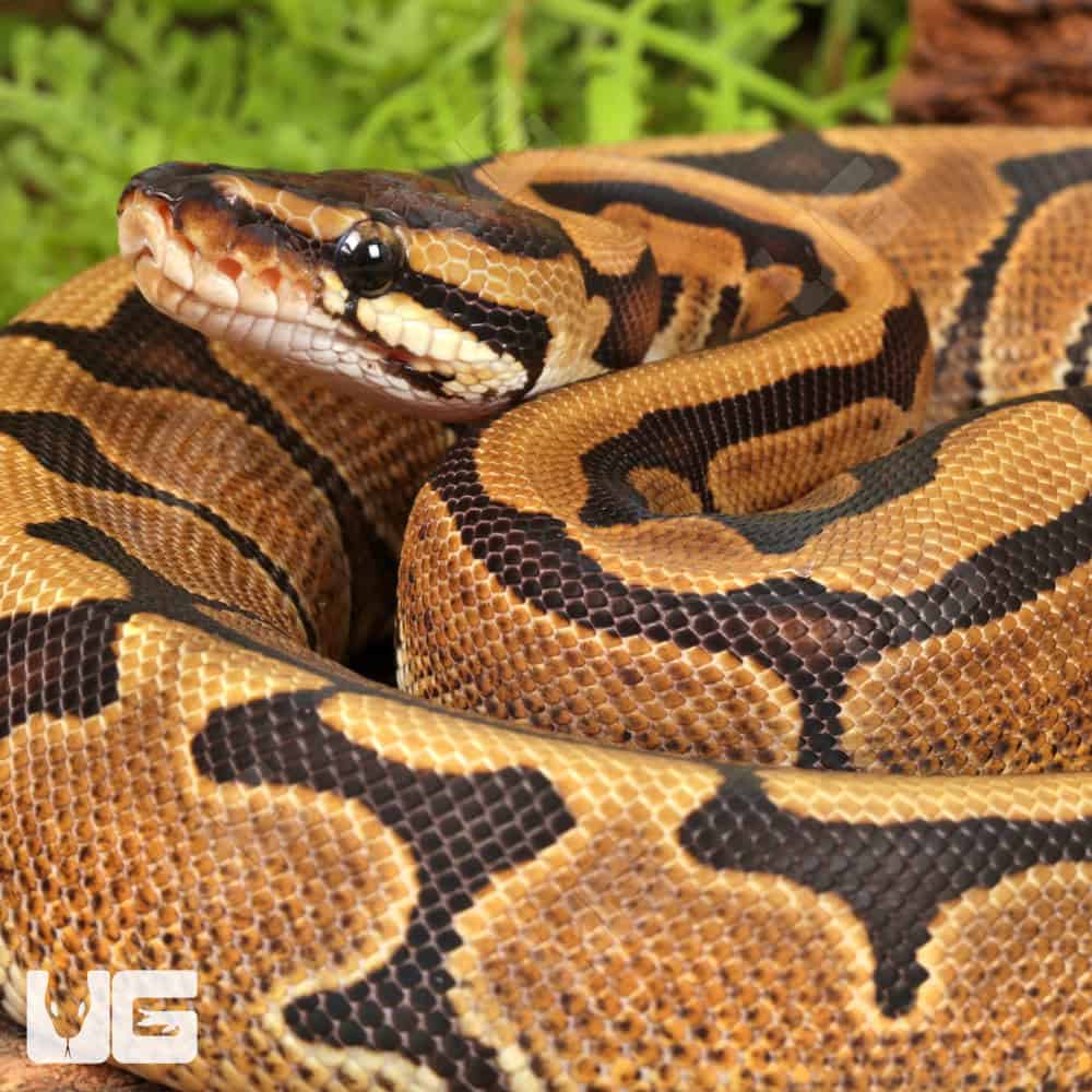 Yearling Female Red Stripe Ball Python For Sale - Underground Reptiles