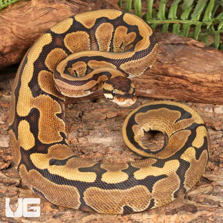 Yearling Female Red Stripe Ball Python For Sale - Underground Reptiles