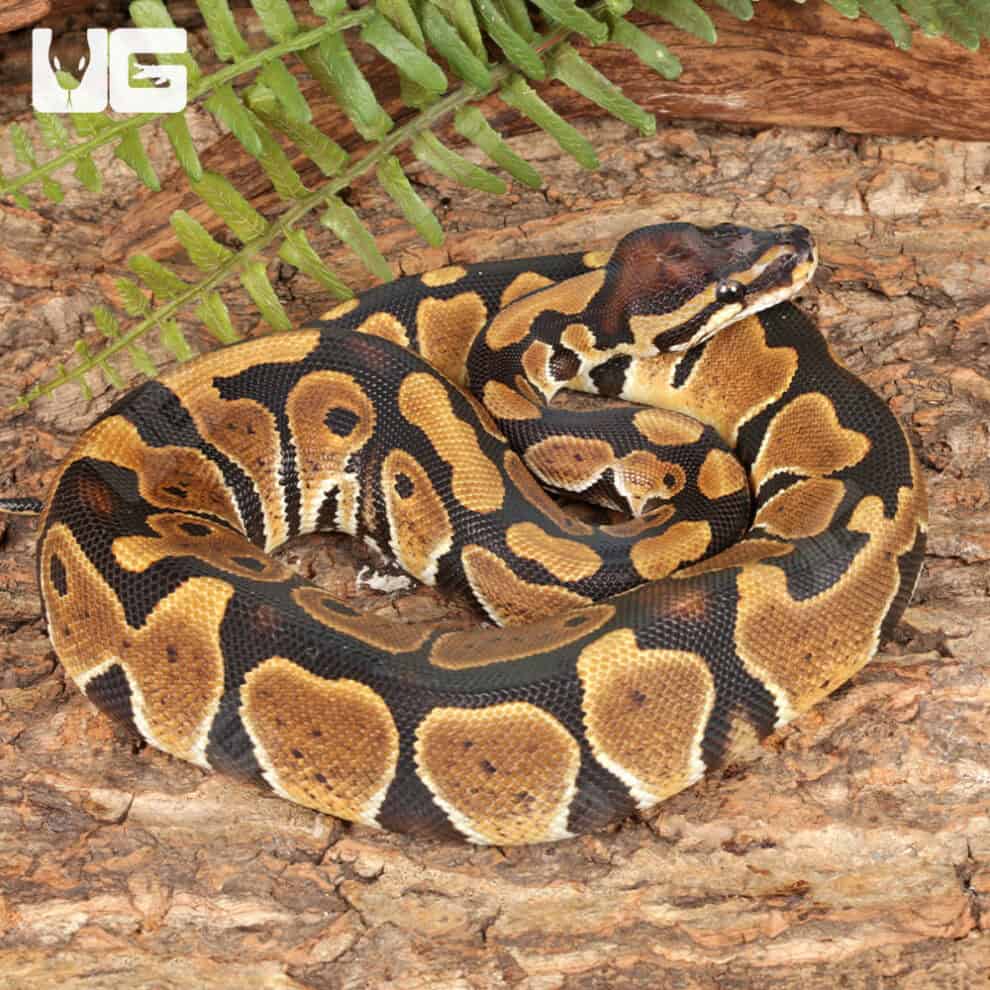 Yearling Male Scaleless Head Yellowbelly Ball Python For Sale ...